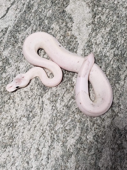 Pewter HRA Champagne Flame Ball Python by Hershey Exotics