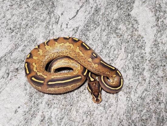 Freeway Ball Python by Hershey Exotics