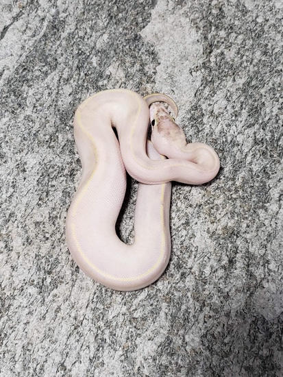 Ivory Ball Python by Hershey Exotics