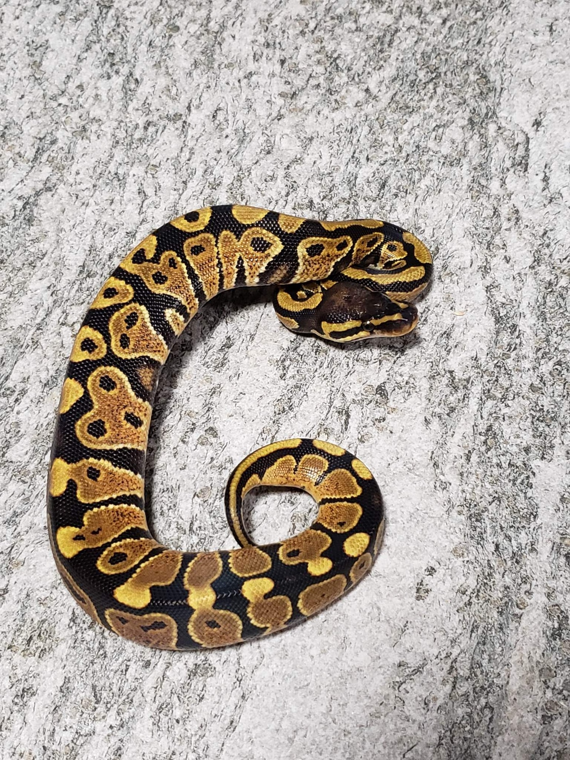 Yellowbelly/Asphalt Ball Python by Hershey Exotics - MorphMarket