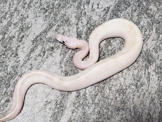 Pastel Surge Ivory Ball Python by Hershey Exotics