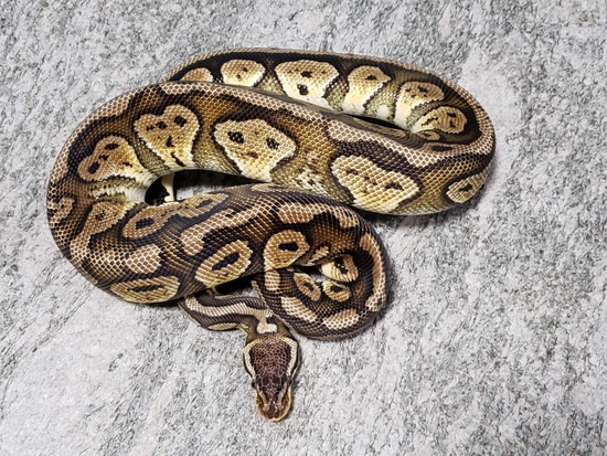 Pastel Redstripe Het Pied Ball Python by Hershey Exotics