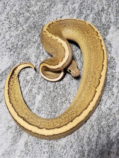 Pinstripe Freeway Ball Python by Hershey Exotics