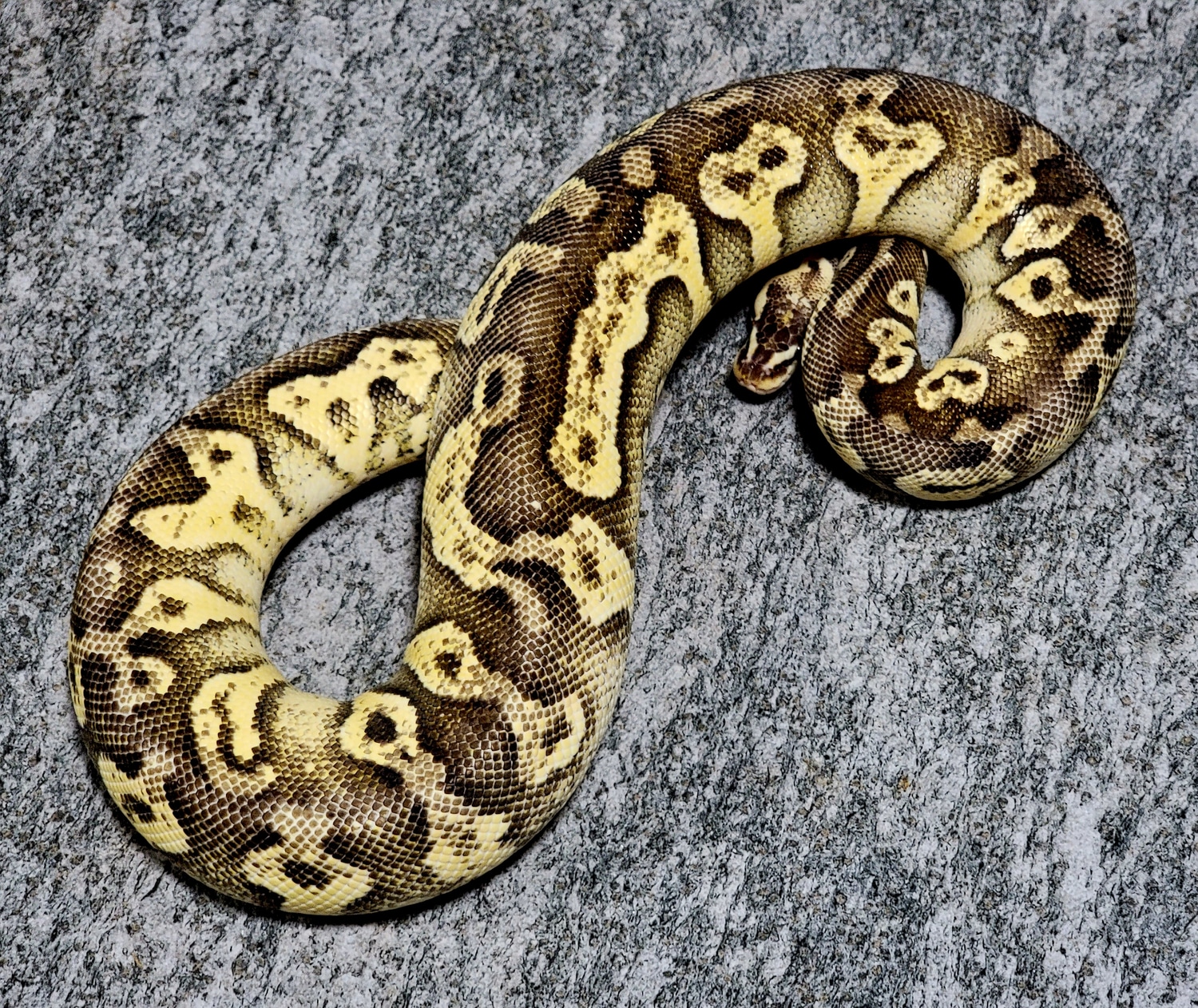 Pastel Surge Yellowbelly Ball Python by Hershey Exotics - MorphMarket