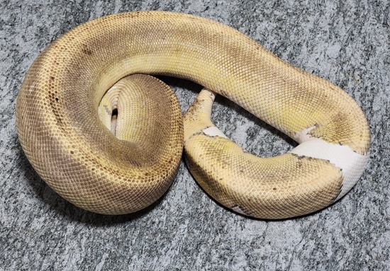 Black Pastel Champagne Ball Python by Hershey Exotics