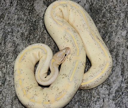 Urban Camo Ball Python by Hershey Exotics - MorphMarket