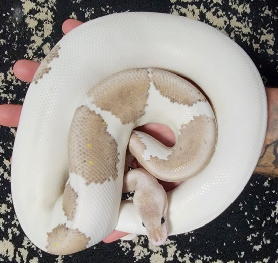 Flame Grey Matter Ball Python by Hershey Exotics