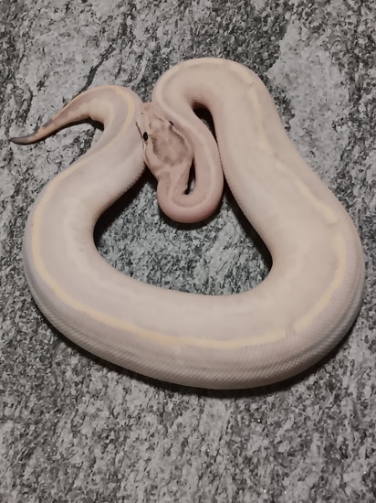 Leopard Ivory Ball Python by Hershey Exotics