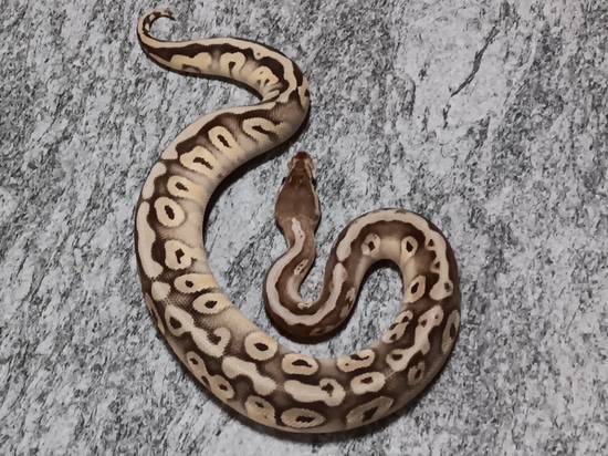 Pastel Mojave HGW Ball Python by Hershey Exotics