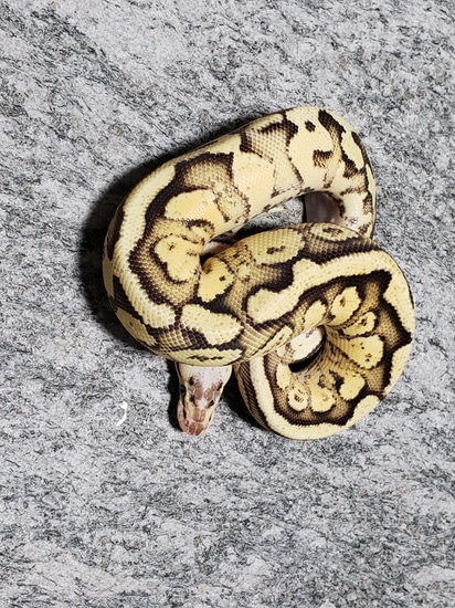 Firefly Asphalt Specter Ball Python by Hershey Exotics