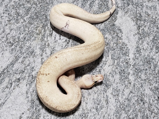 8Ball Champagne Poss Sandblast Het Pied Ball Python by Hershey Exotics