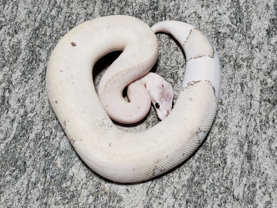 Pewter HRA Champagne Flame Ball Python by Hershey Exotics