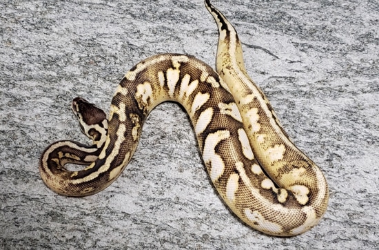 Pastel Orange Dream Calico Shatter Ball Python by Hershey Exotics