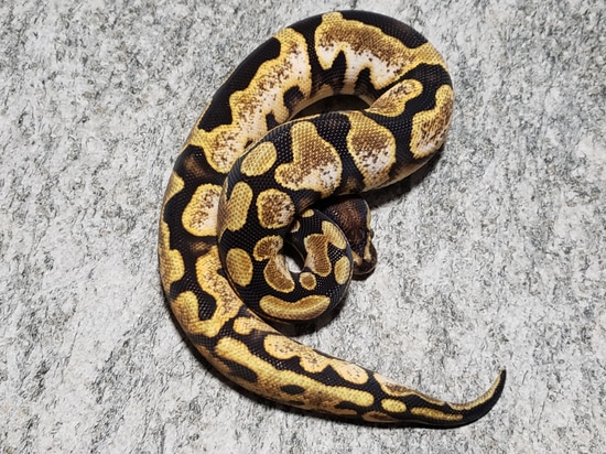 Pastel Calico Orange Dream Ball Python by Hershey Exotics