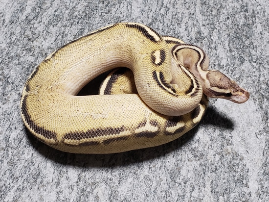 Black Pastel Fire Freeway Ball Python by Hershey Exotics