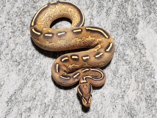 Freeway Ball Python by Hershey Exotics