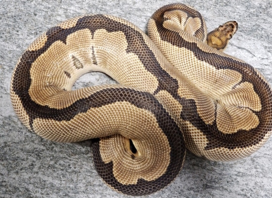 Blade Clown Ball Python by Hershey Exotics