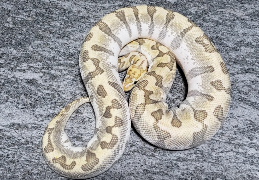 Pastel Bamboo Super Enchi Ball Python by Hershey Exotics - MorphMarket