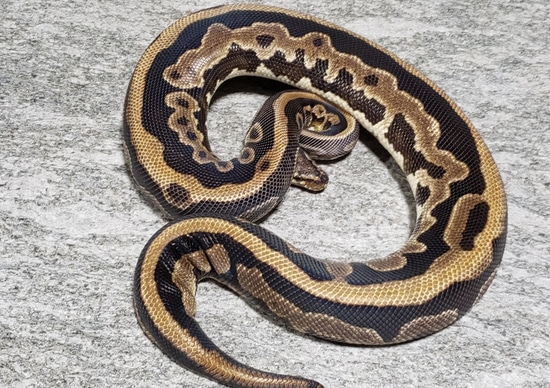 Leopard Yellowbelly Ball Python by Hershey Exotics