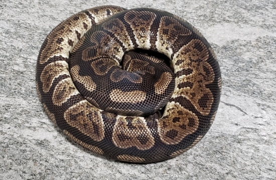 Asphalt Shredder Ball Python by Hershey Exotics