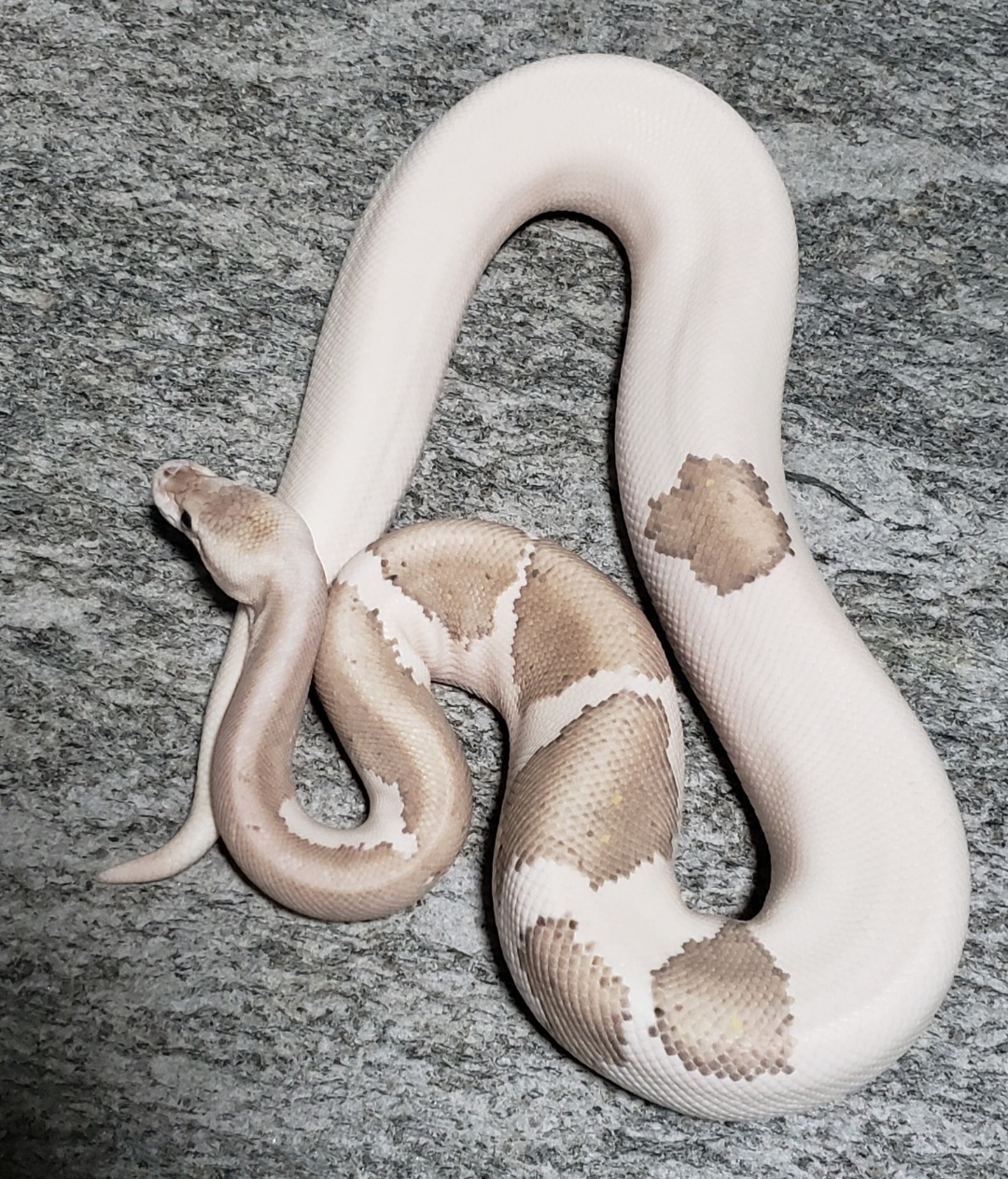 Flame Grey Matter Ball Python by Hershey Exotics - MorphMarket
