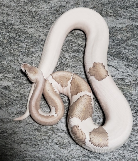 Flame Grey Matter Ball Python by Hershey Exotics