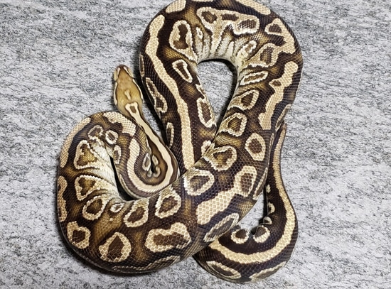 Fire Yellowbelly Hurricane Het Clown Ball Python by Hershey Exotics