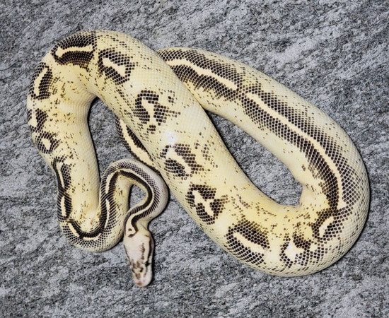 Pastel Freeway Ball Python by Hershey Exotics
