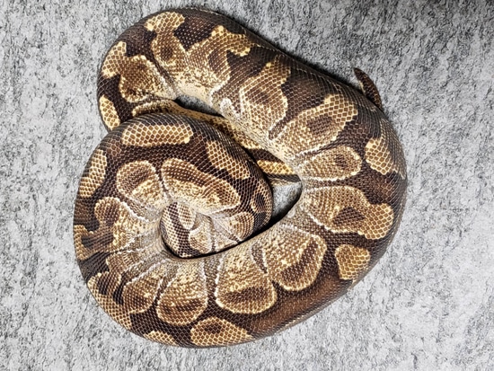 Enchi Fire Ball Python by Hershey Exotics