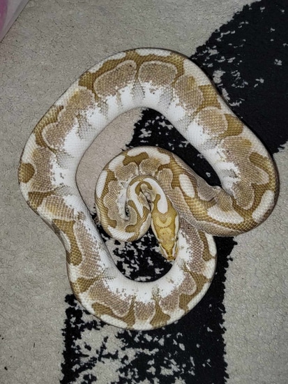 Pastel Bamboo Enchi Ball Python by Hershey Exotics