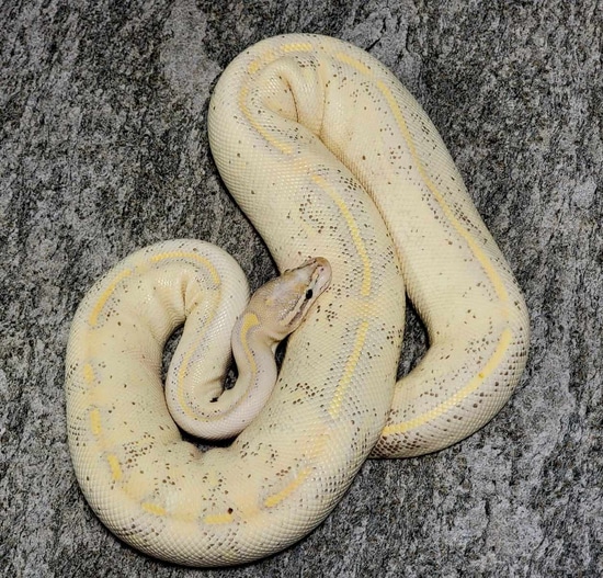 Highway Ball Python by Hershey Exotics