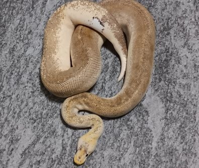 Champagne HRA Ball Python by Hershey Exotics