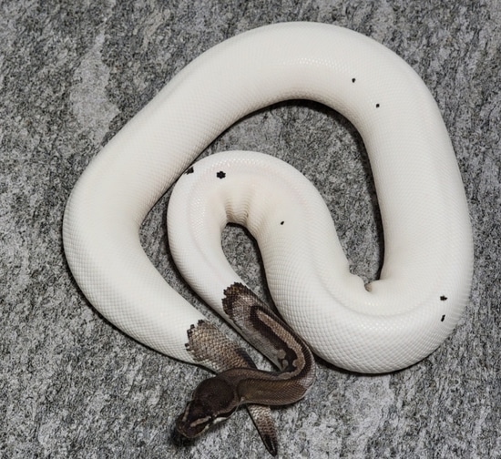 VPI Pied Ball Python by Hershey Exotics