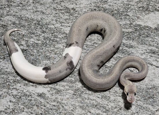 Urban Camo Ball Python by Hershey Exotics