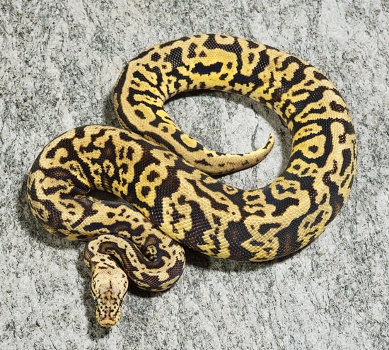 Pastel Spotnose Acid Yellowbelly Ball Python by Hershey Exotics