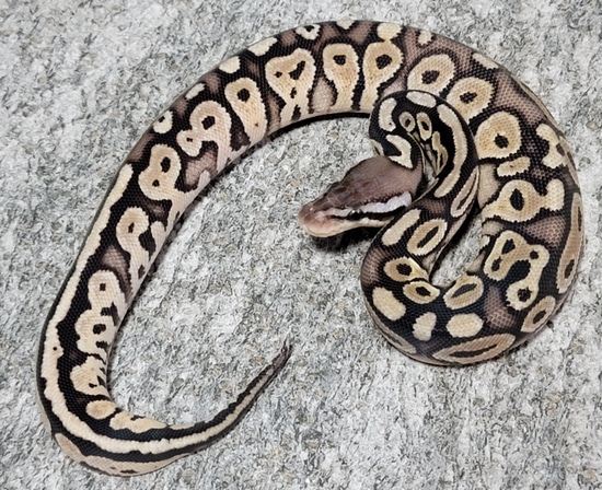 Pastel HRA Ball Python by Hershey Exotics