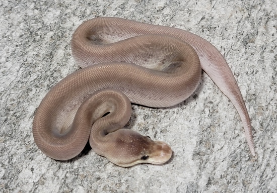 Female Pastel Super Cinnamon Tri-Stripe Het Tri-Stripe Ball Python by Hershey Exotics