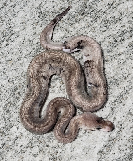 Urban Camo Ball Python by Hershey Exotics