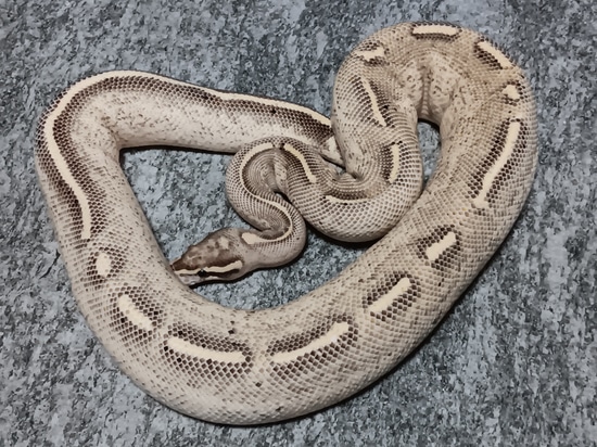 Mojave Freeway Ball Python by Hershey Exotics