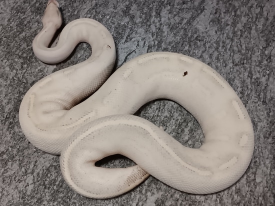 Highway Ball Python by Hershey Exotics