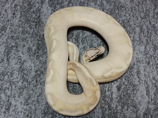 Pastel Highway Ball Python by Hershey Exotics