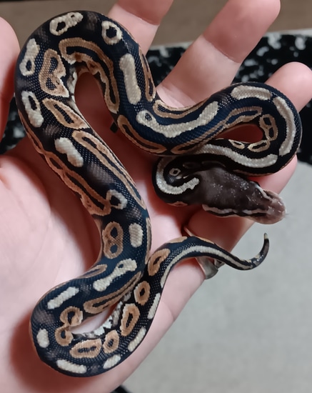 Pewter Het Tristripe Ball Python by Hershey Exotics