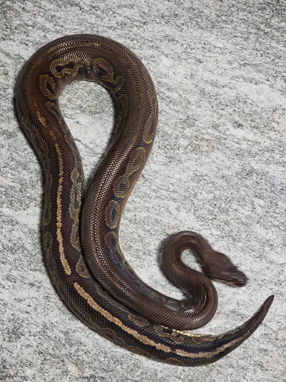 Cinnamon HRA Ball Python by Hershey Exotics