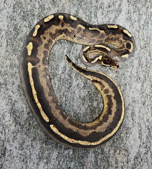 Leopard Freeway Ball Python by Hershey Exotics