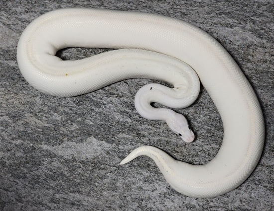 Black Pastel Puma Ball Python by Hershey Exotics