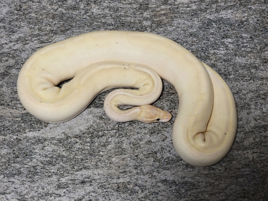 Banana Freeway Poss Phantom Ball Python by Hershey Exotics