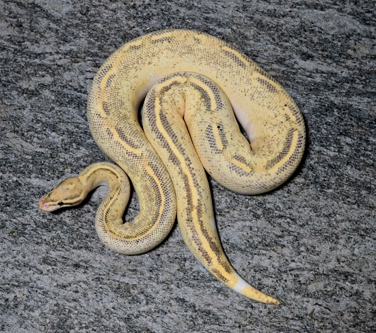 Disco Freeway Ball Python by Hershey Exotics