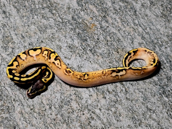 Pastel Calico YB/Asphalt Ball Python by Hershey Exotics
