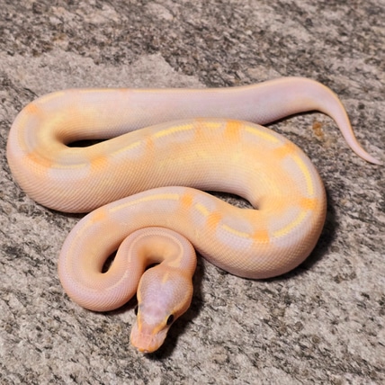 Hershey Exotics - MorphMarket