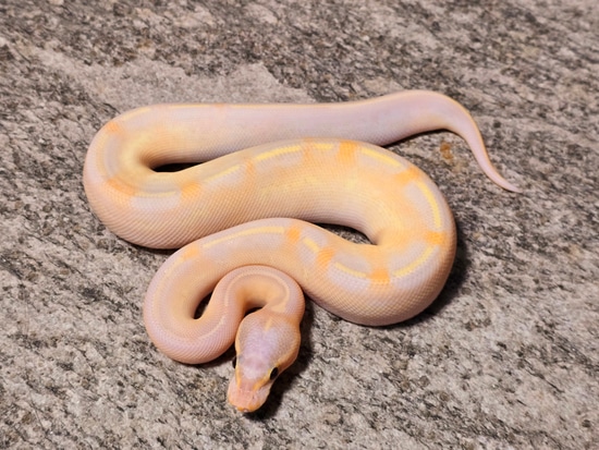 Banana Pavement Ball Python by Hershey Exotics